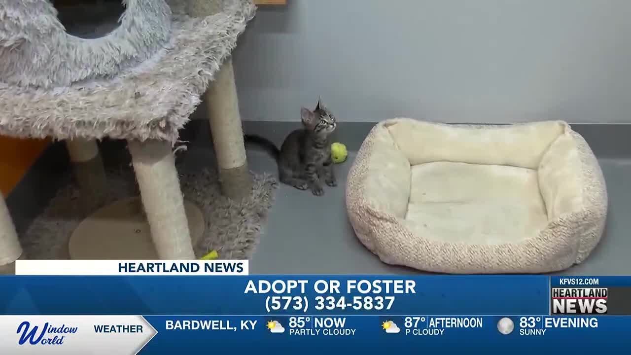 Heartland Pets feat. kittens on 8/2 - YouTube