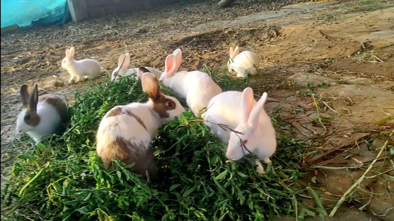 Small White Rabbit home 🌿Eating 😊!! #rabbit - YouTube