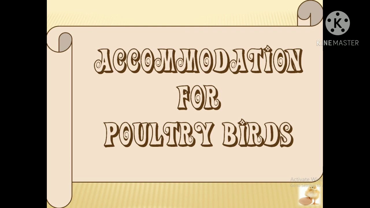 Class 11th Unit 1: Accommodation for Poultry Birds - YouTube
