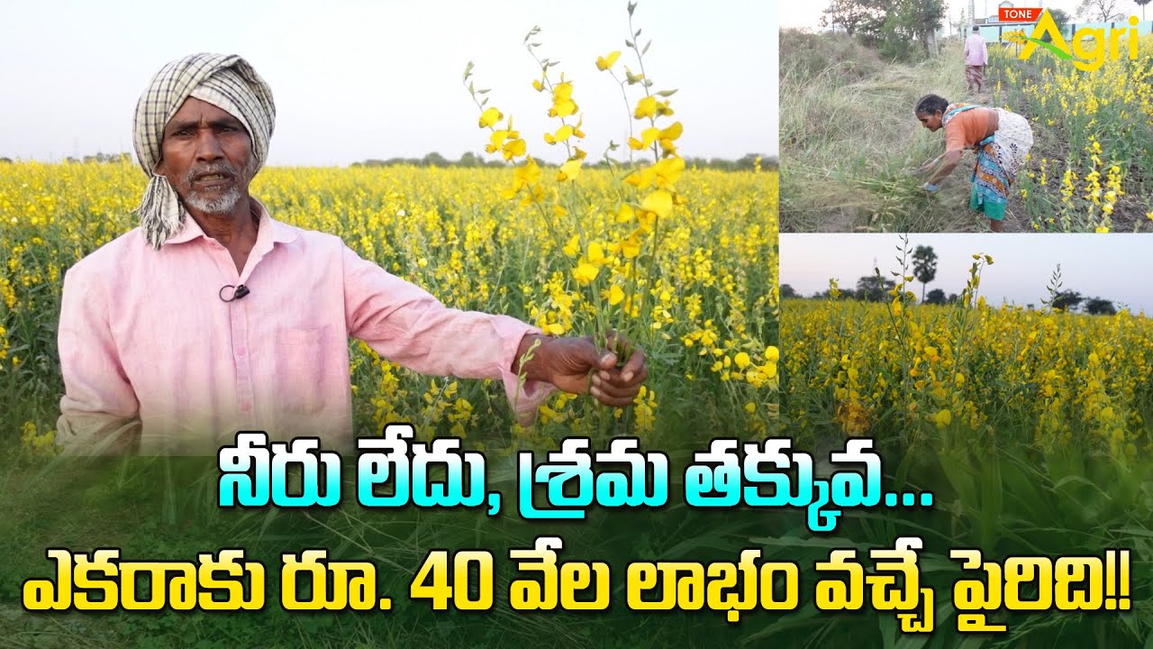 Janumu Farming | Sunn Hemp Cultivation | నీరు లేదు, శ్రమ తక్కువ ...