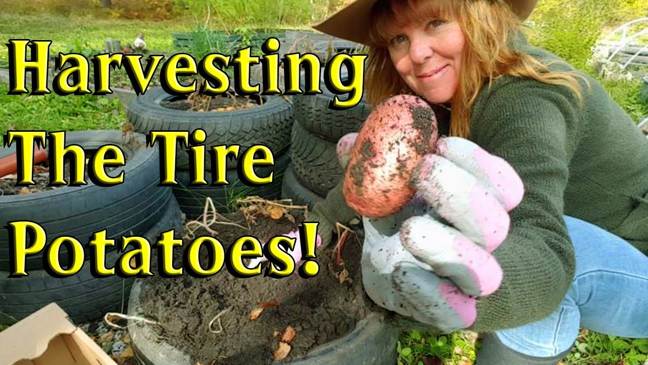 Last Garden Harvest! Fingerling Potatoes from the Tater Tires! - YouTube