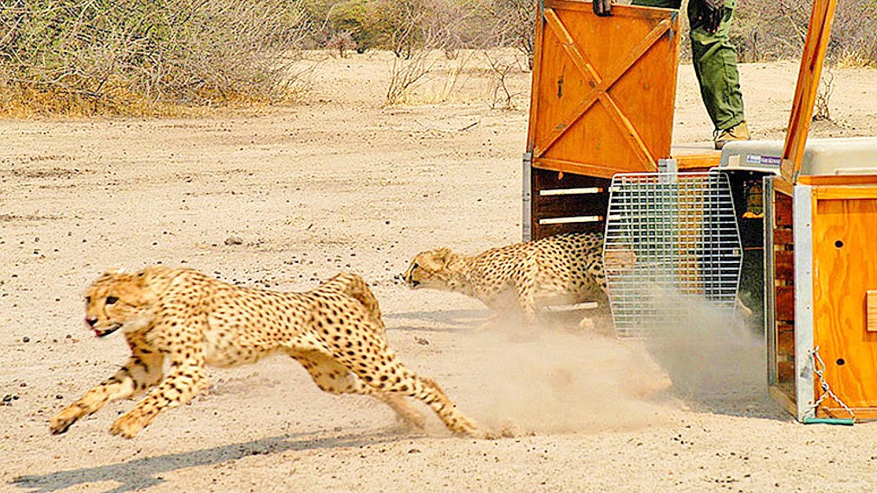 30 Animals That are Being Freed For the First Time! - YouTube