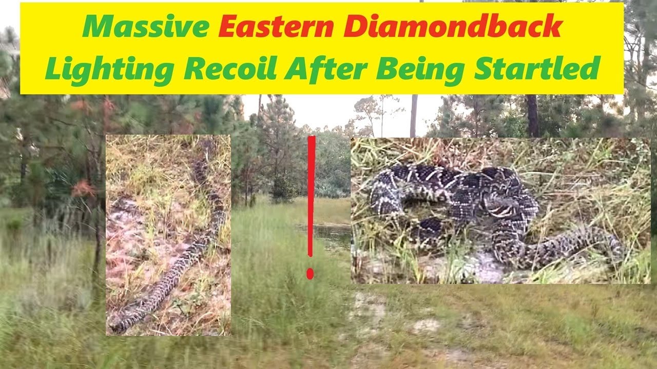Massive Eastern Diamondback Rattlesnake Lighting Recoil After Startle ...
