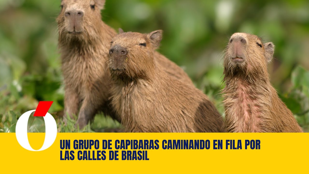 Un grupo de capibaras caminando en fila por las calles de Brasil - YouTube