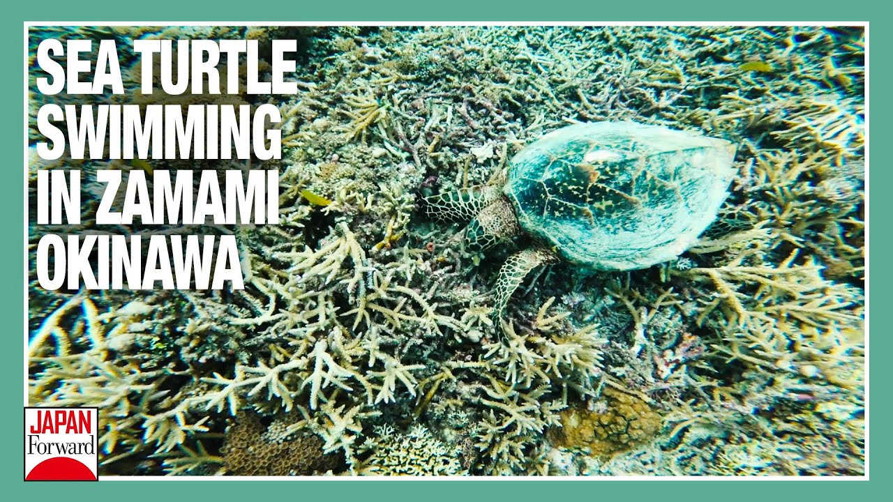 Sea Turtle Swimming in Zamami Okinawa | JAPAN Forward - YouTube