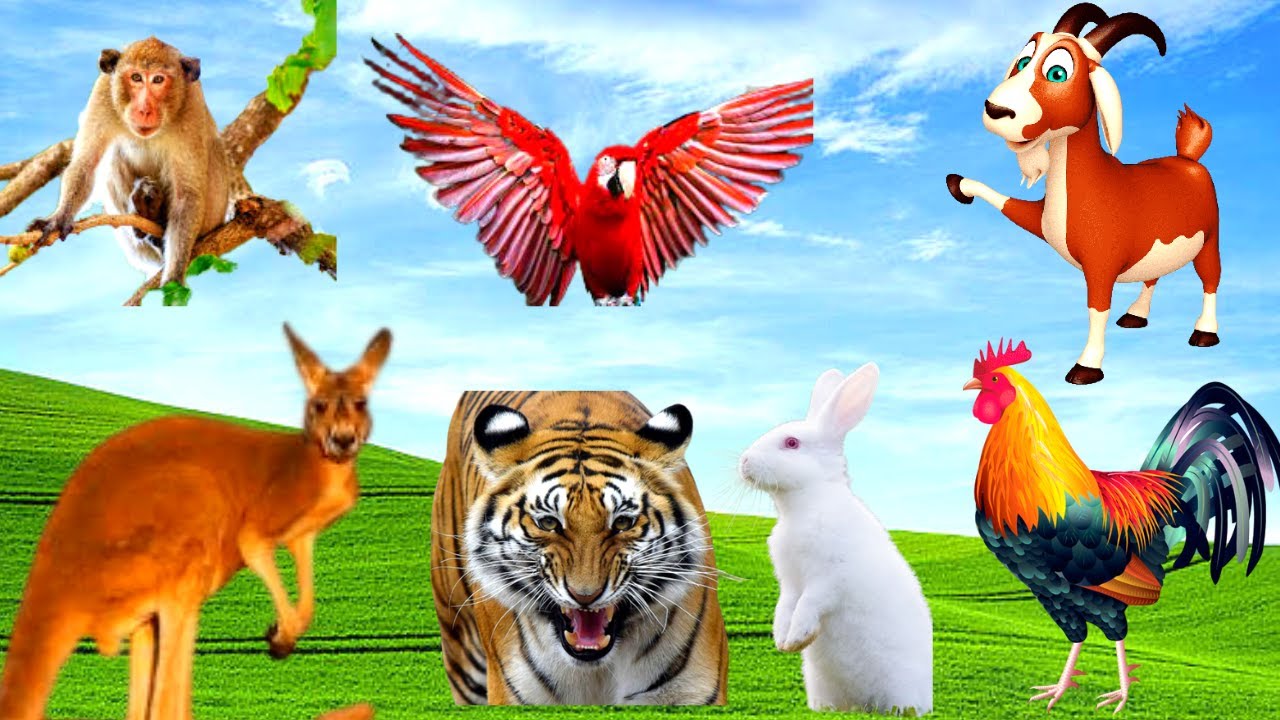 Learn to love animals, Vivid sounds of: cows, cats, monkeys, sheep ...