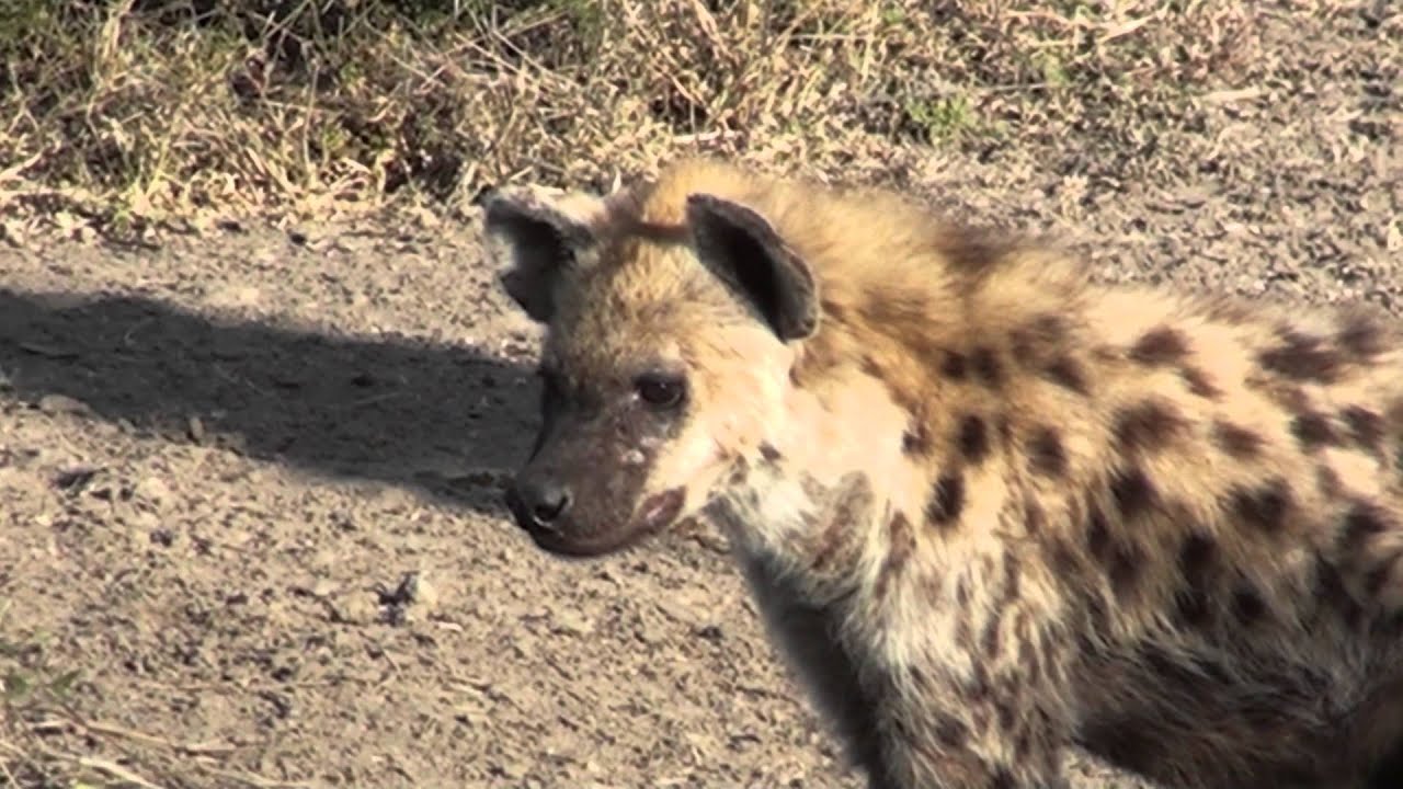 La hyène qui avait faim près de la mare - Fishing Hyena - YouTube