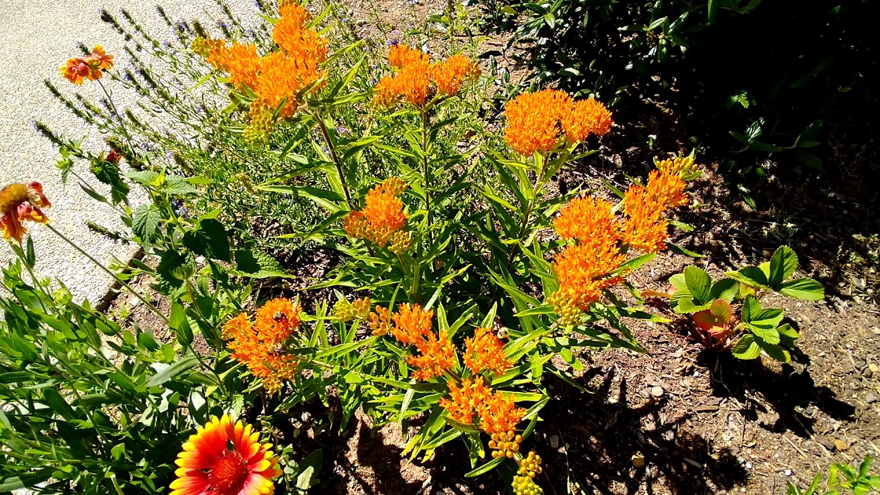Butterflyweed or Bumblebee Weed? 😁🦋🐝 - YouTube