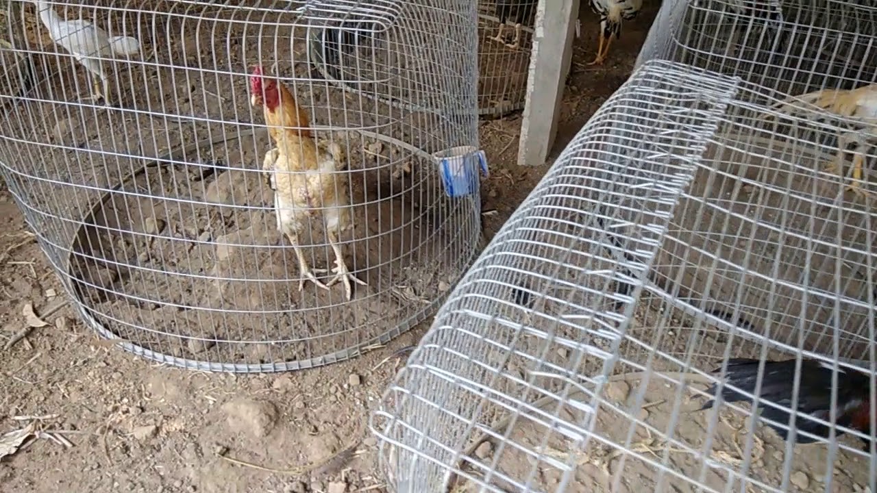 Taduvai aseels for sale - YouTube