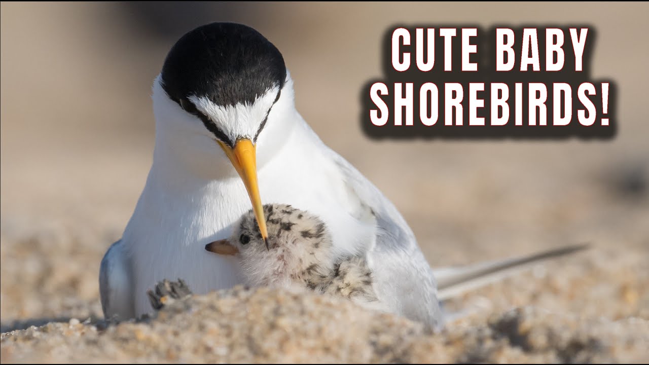 Cute Baby Endangered Shorebirds | Jersey Shore & New York Beaches ...