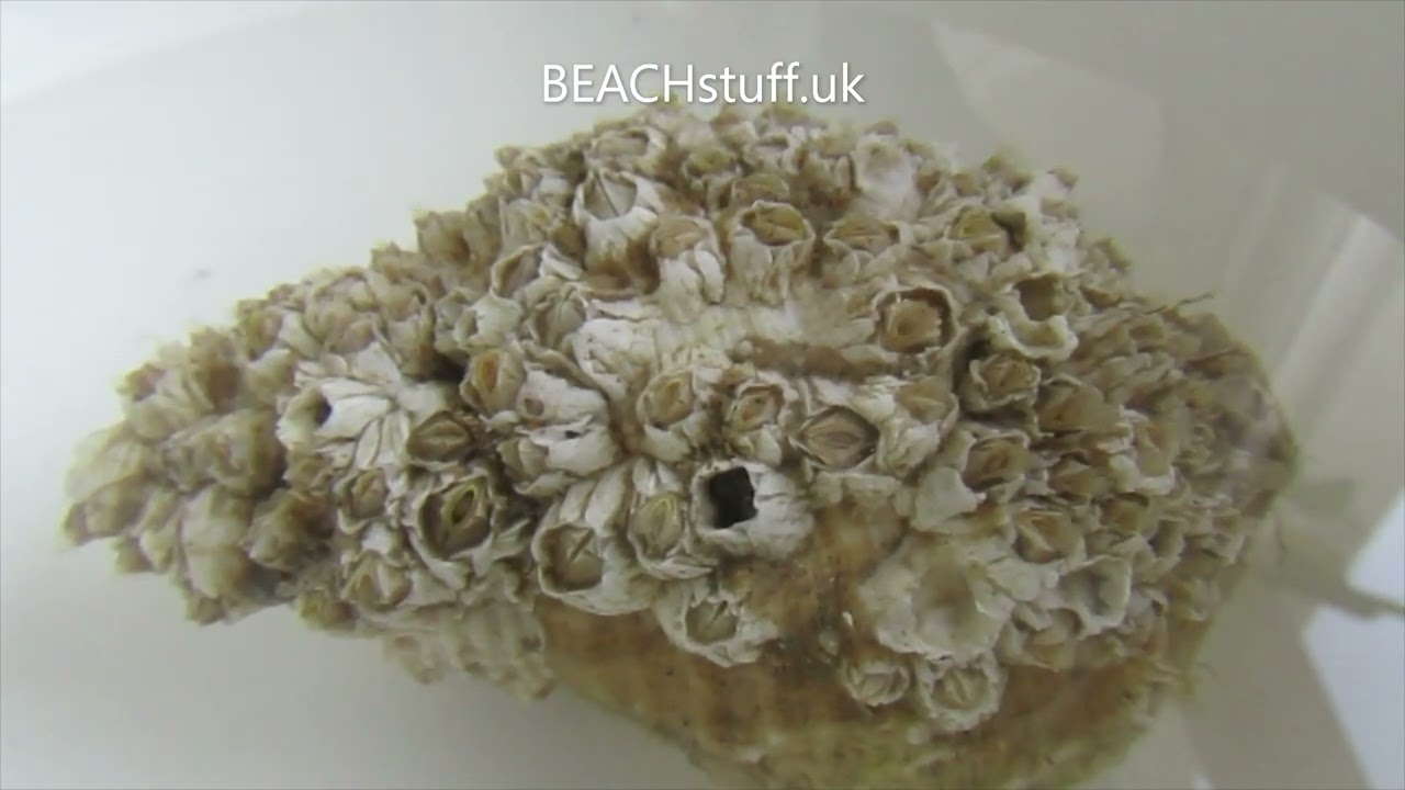 Crenate barnacles feeding (Balanus crenatus) - YouTube