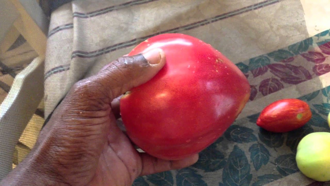 German Red Strawberry Tomato Oxheart - YouTube