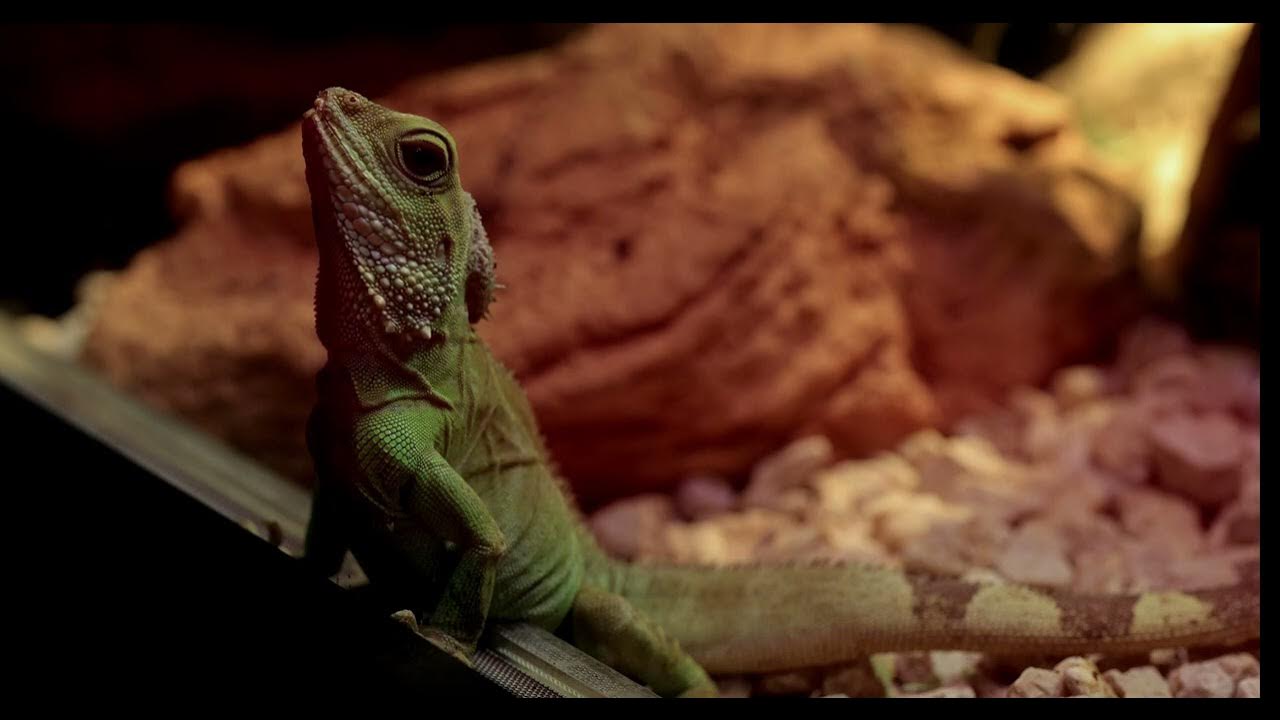 Lizards (suborder Lacertilia) - YouTube