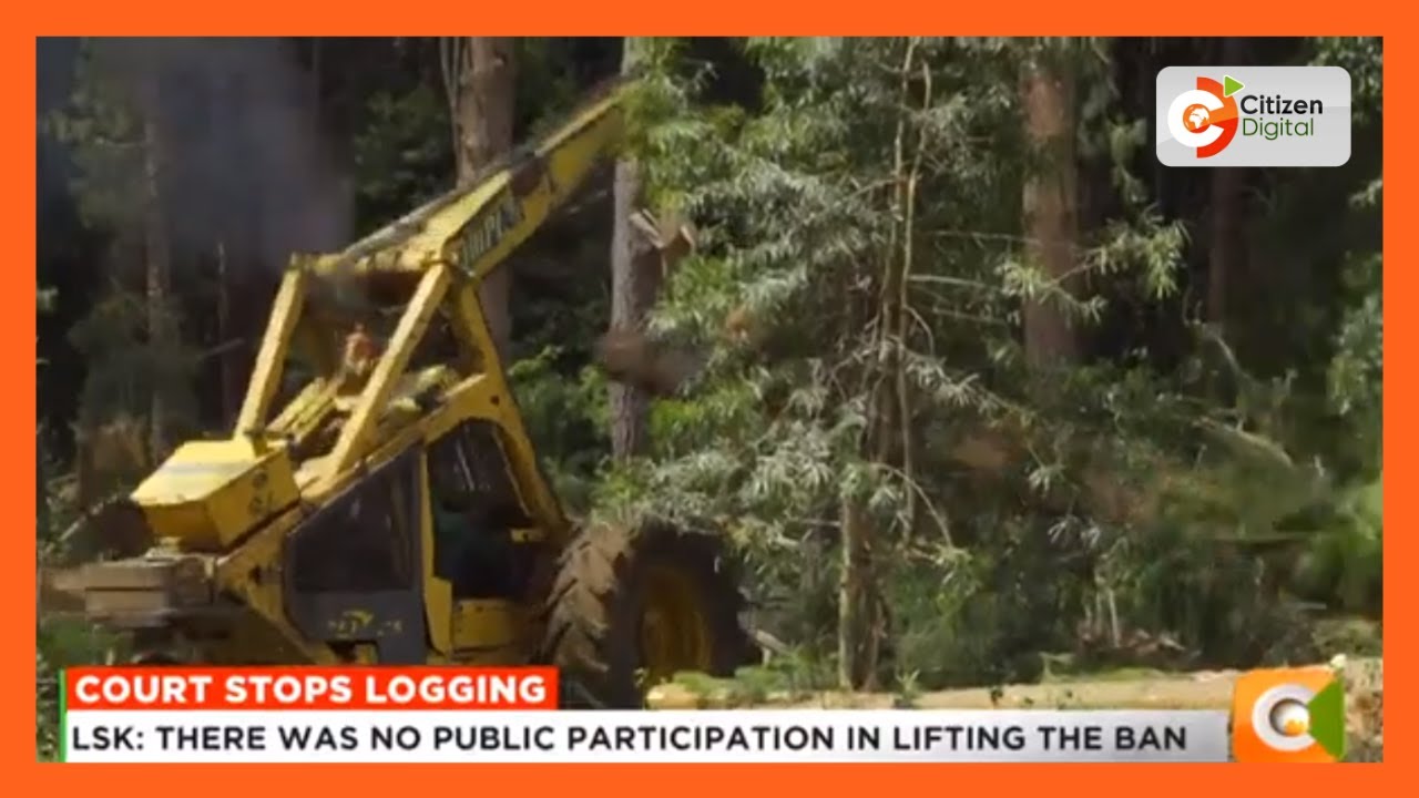 Court halts President Ruto’s lifting of the logging ban - YouTube