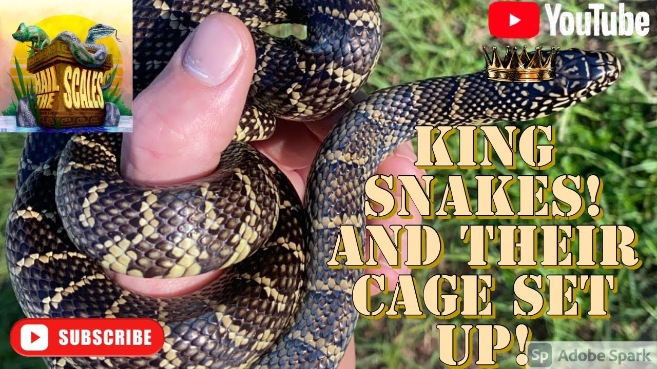 KING SNAKES & Their cage set up! - YouTube