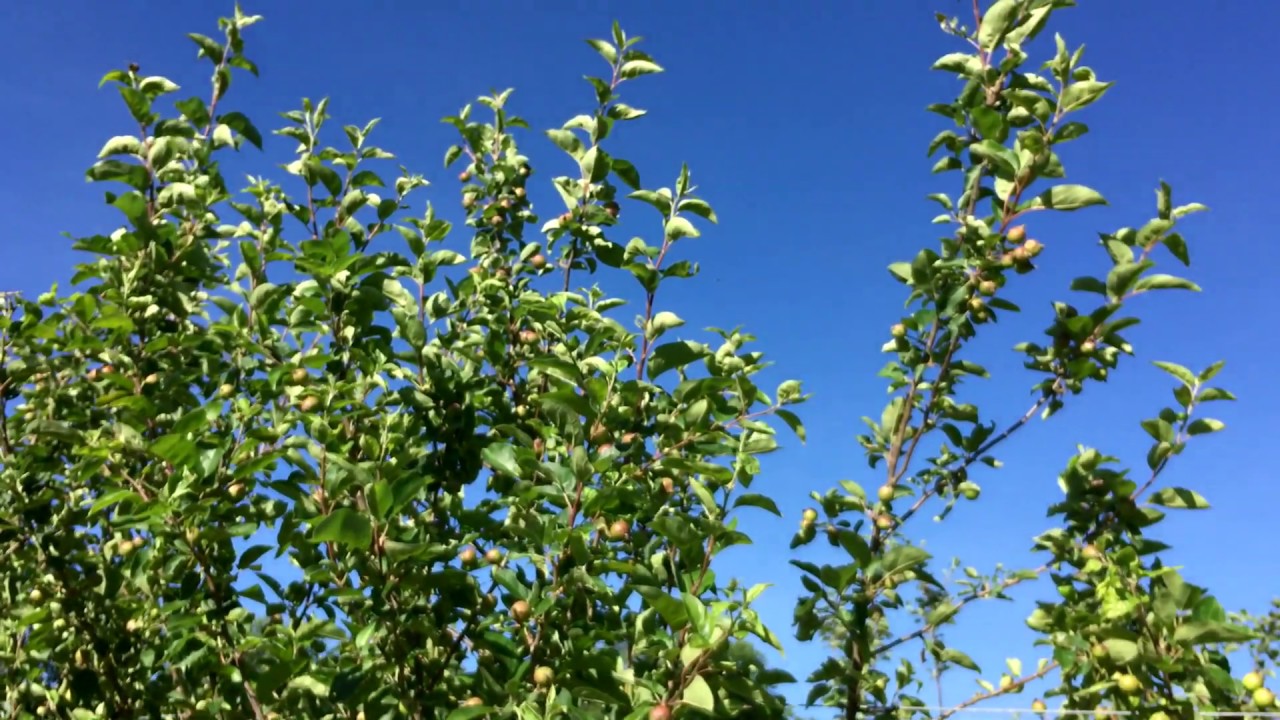 Wickson Crab profile. It's a tough tree! - YouTube