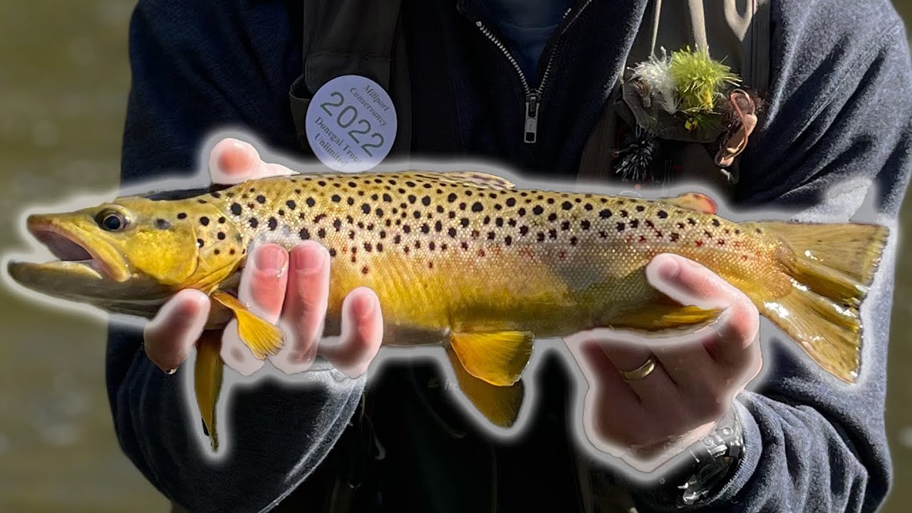 Native Brown Trout | Tulpehocken Fly Fishing October '22 - YouTube