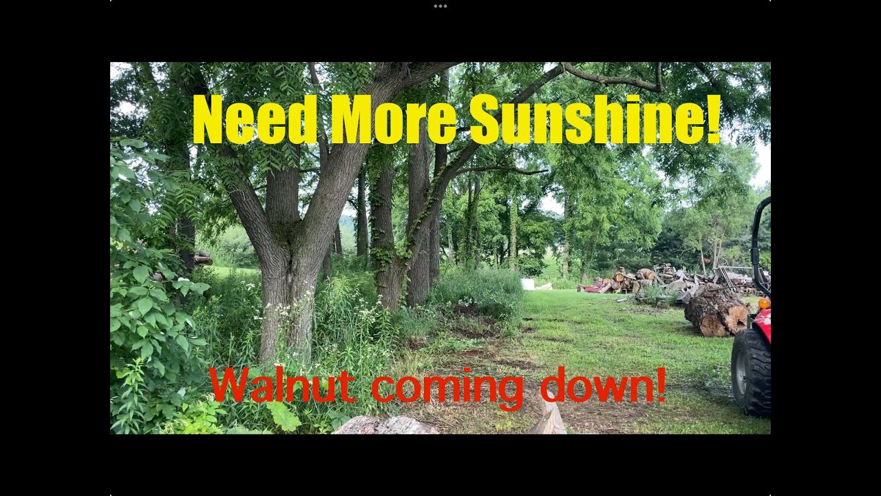 NEED MORE SUNSHINE! - YouTube