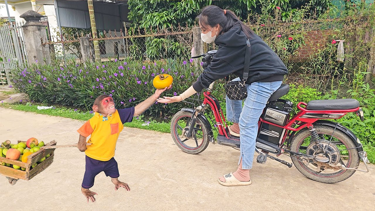 The world's smartest monkey Su returns lost items to their owners ...