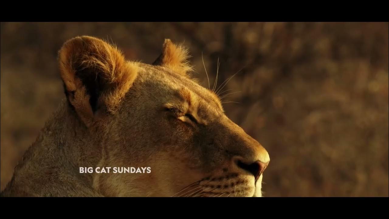 Big Cat Sundays on National Geographic Wild - YouTube