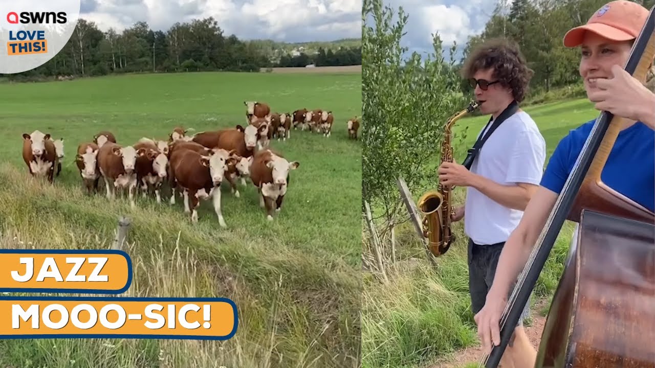 Jazz-loving cows ditch grazing for a jam session 🐮🎻 | Love This! - YouTube