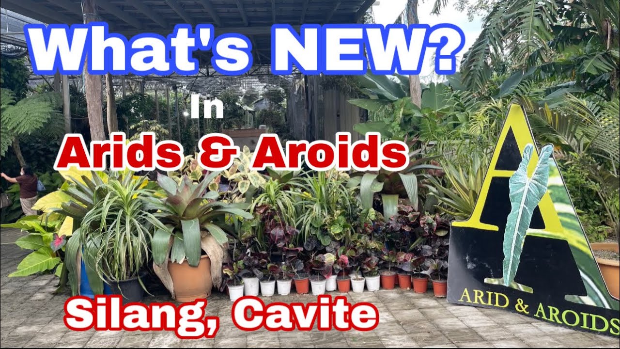 What’s new in Arid and Aroids in Silang - YouTube
