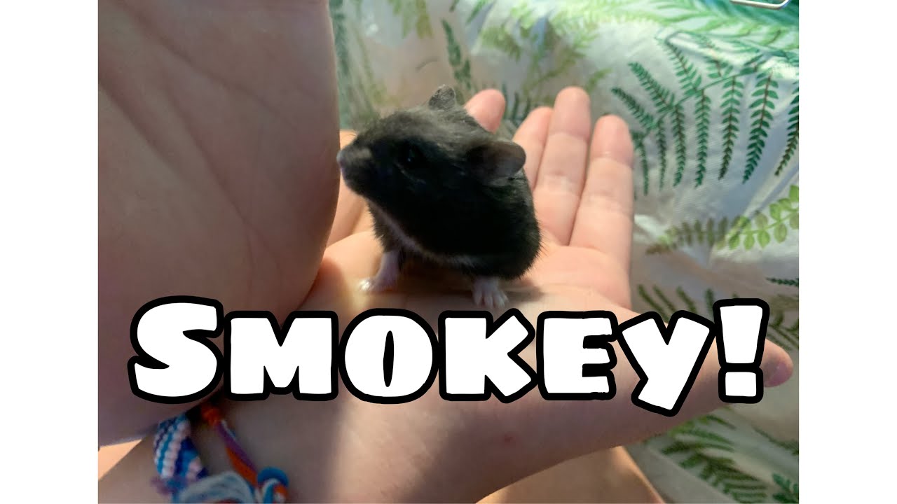 Meet Our New Hamster Smokey! - YouTube
