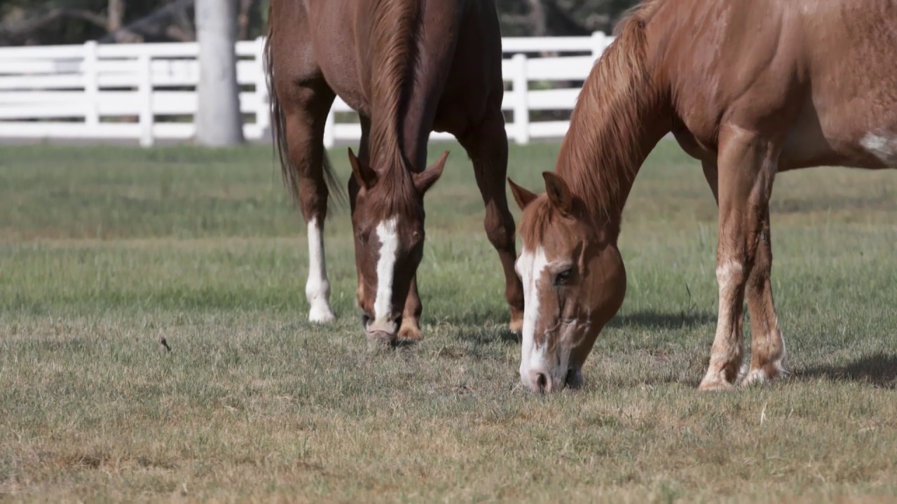 Remuda Ranch The Facility - YouTube