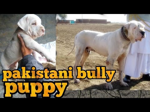 Pakistani bully puppy for sale - YouTube