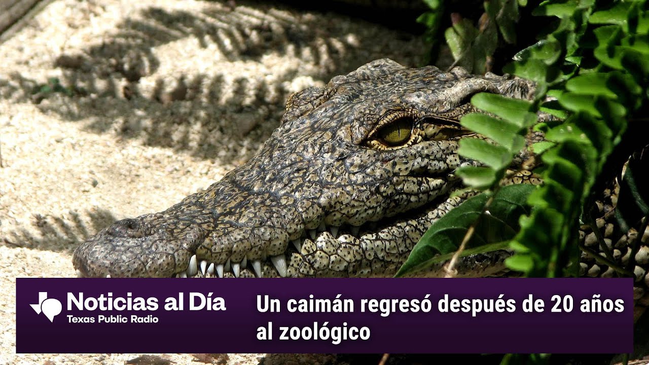 Un caimán regresó después de 20 años al zoológico - YouTube