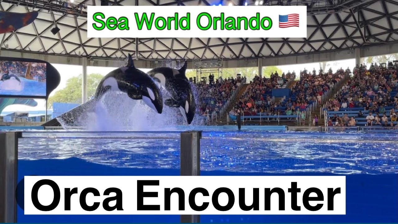Orca Dance Show | Sea World San Antonio USA 🇺🇸 - YouTube