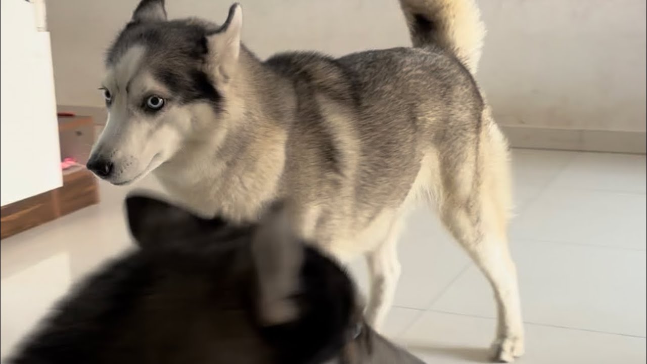 My huskies Playing together - YouTube
