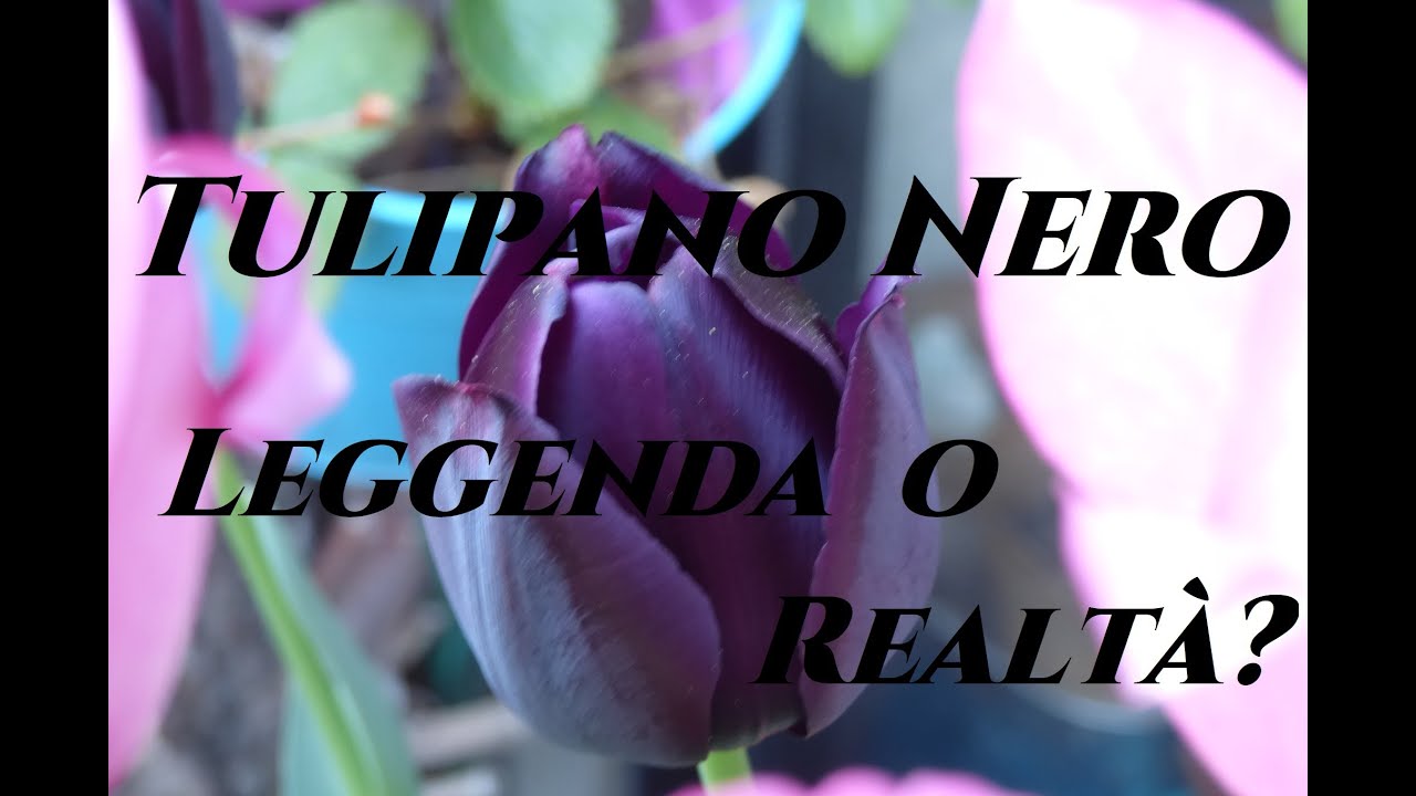 Tulipano Nero Leggenda o realtà? Black Tulip Gardeners World # ...