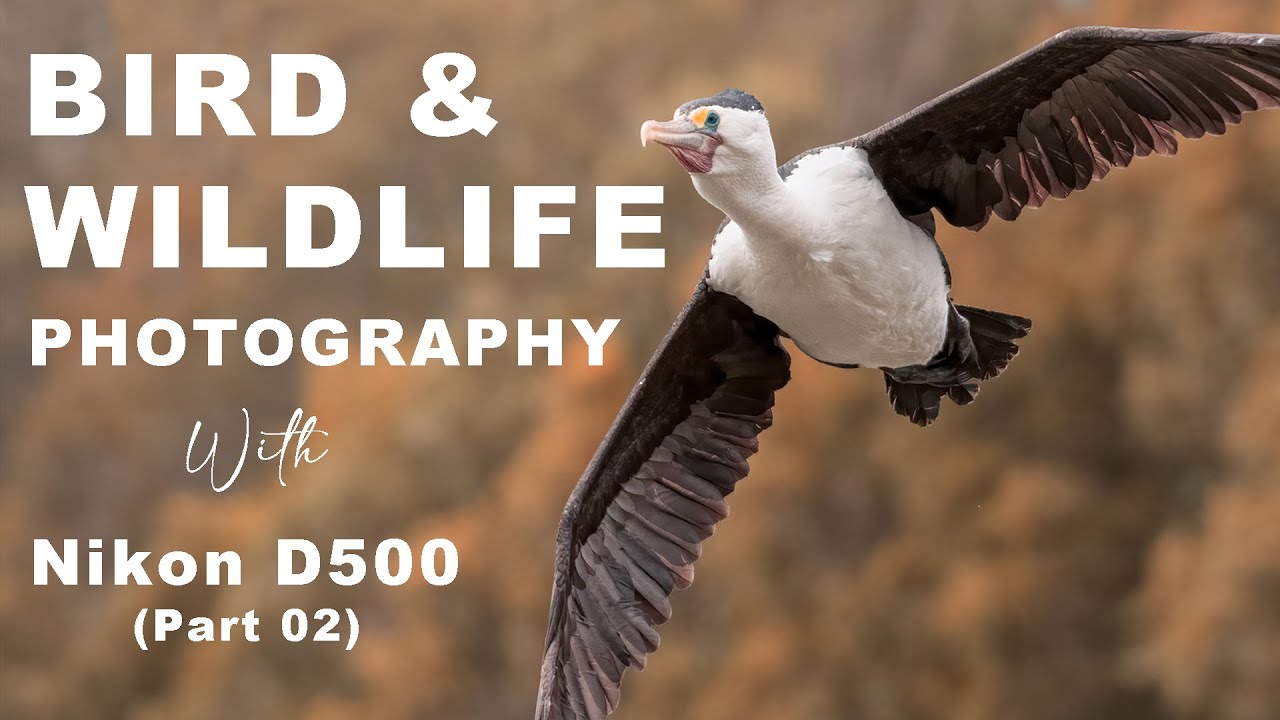 Bird and wildlife photography | Slide Show | Nikon D500 | Part 02 - YouTube