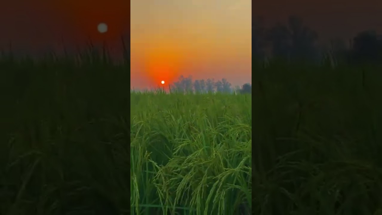 How rice is cultivated step by step?What is the cultivation time of ...