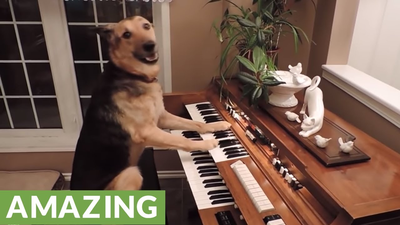 These Dogs are Absolute Geniuses | Compilation - YouTube