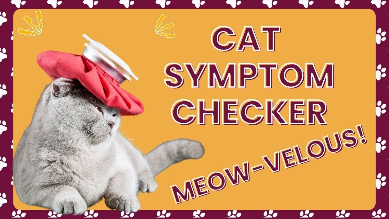 A Cat Symptom Checker! - YouTube