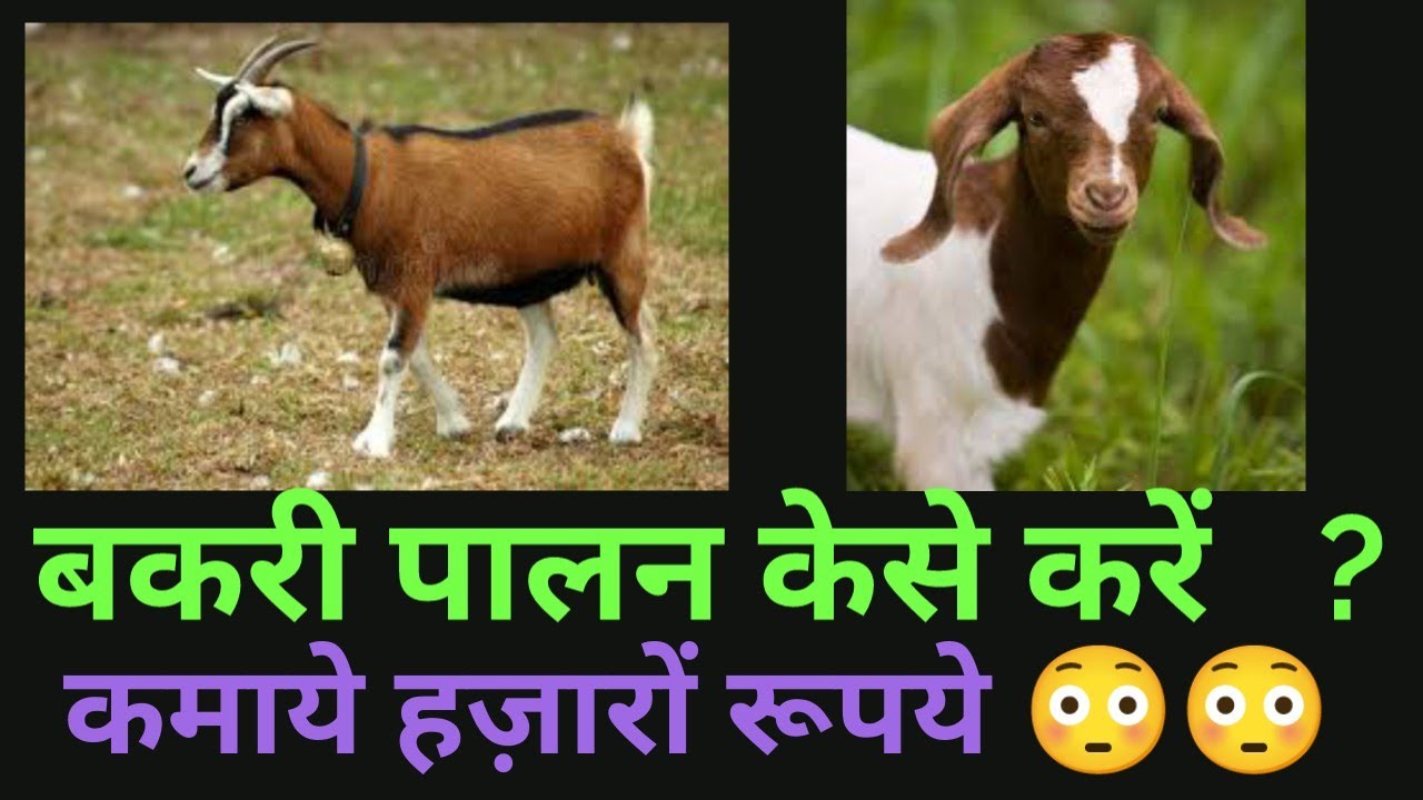 Bakrai palan bhi kisano ka amdanai ka achaa sreaot ho sakta hai - YouTube