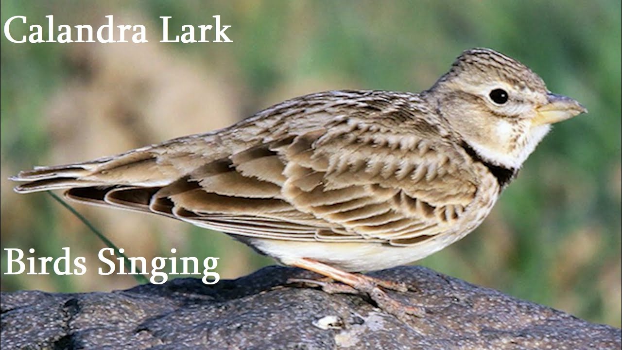 Birds Singing - Calandra Lark - Sounds of Nature - YouTube