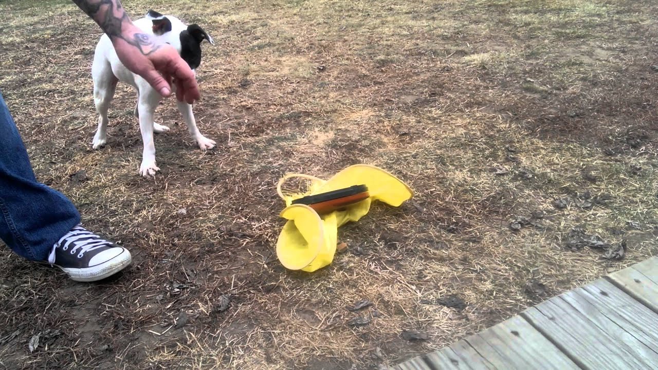 Short spine dog Cuda is frustrated by a cat toy - YouTube