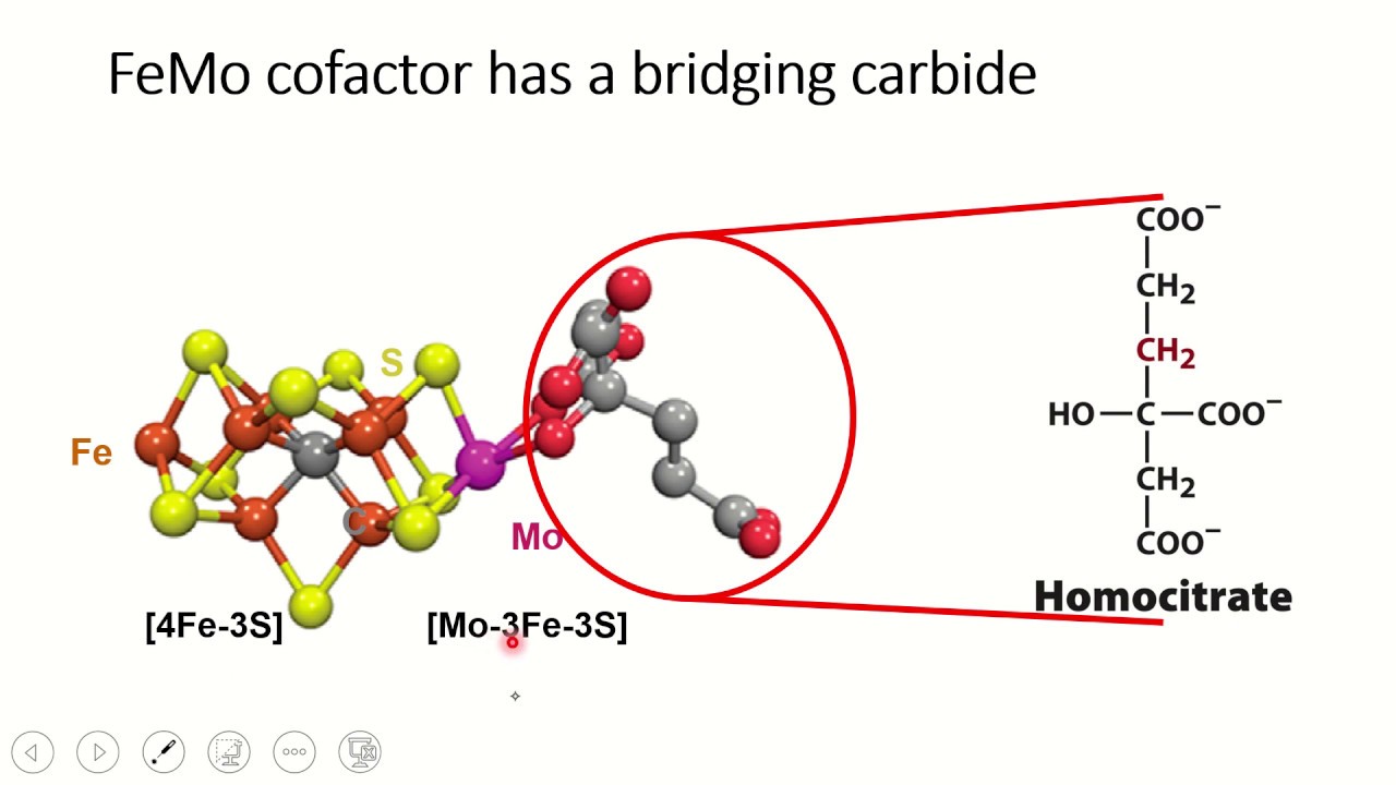 Nitrogen Topic 3 - Nitrogenase structure and cofactors - YouTube