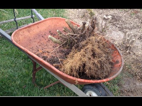 How To Remove Unwanted Hedges