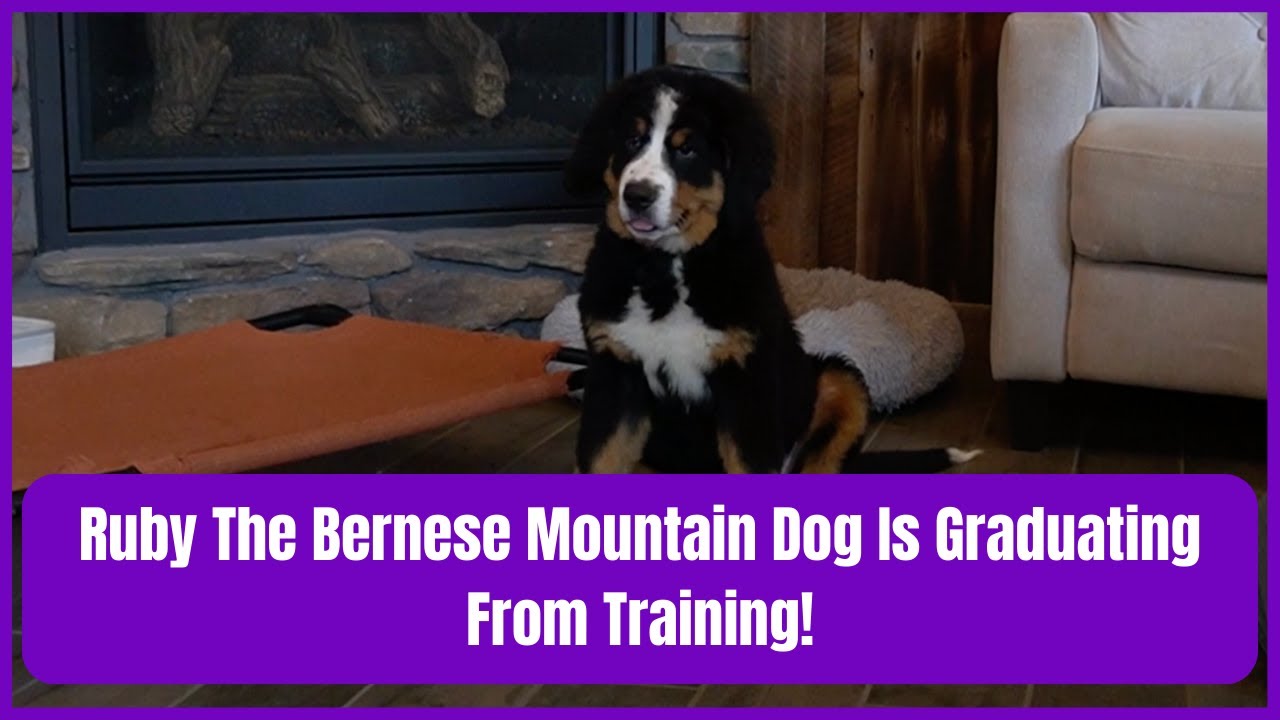 Ruby The Bernese Mountain Dog Is Graduating From Training! - YouTube