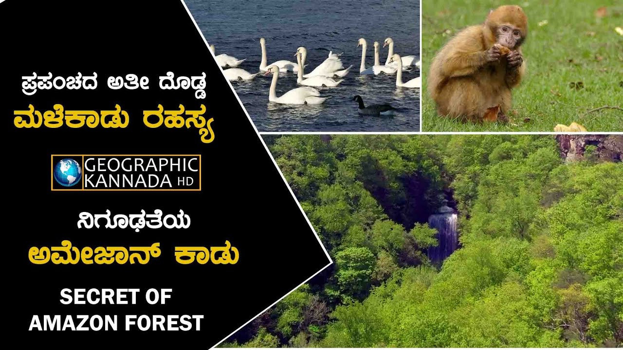 Amazon Forest secret | wild Amazon | Amazon forest Animal‌, Birds, Tree ...