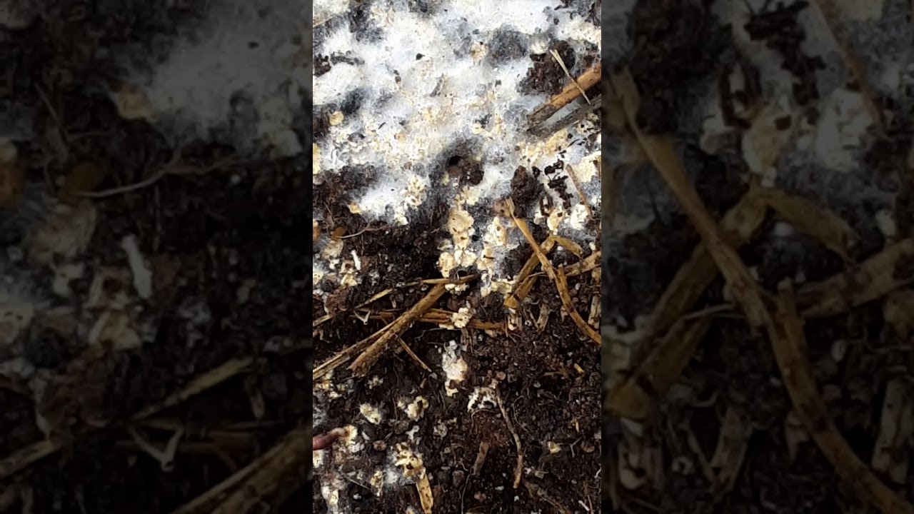 Mycelium mat looking good - YouTube