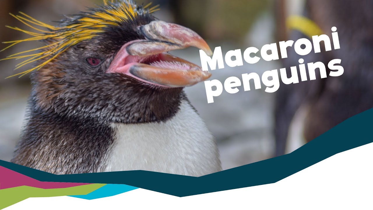 Macaroni Penguins What You Need To Know Living Coasts YouTube macaroni-penguins-what-you-need-to-know-living-coasts-youtube