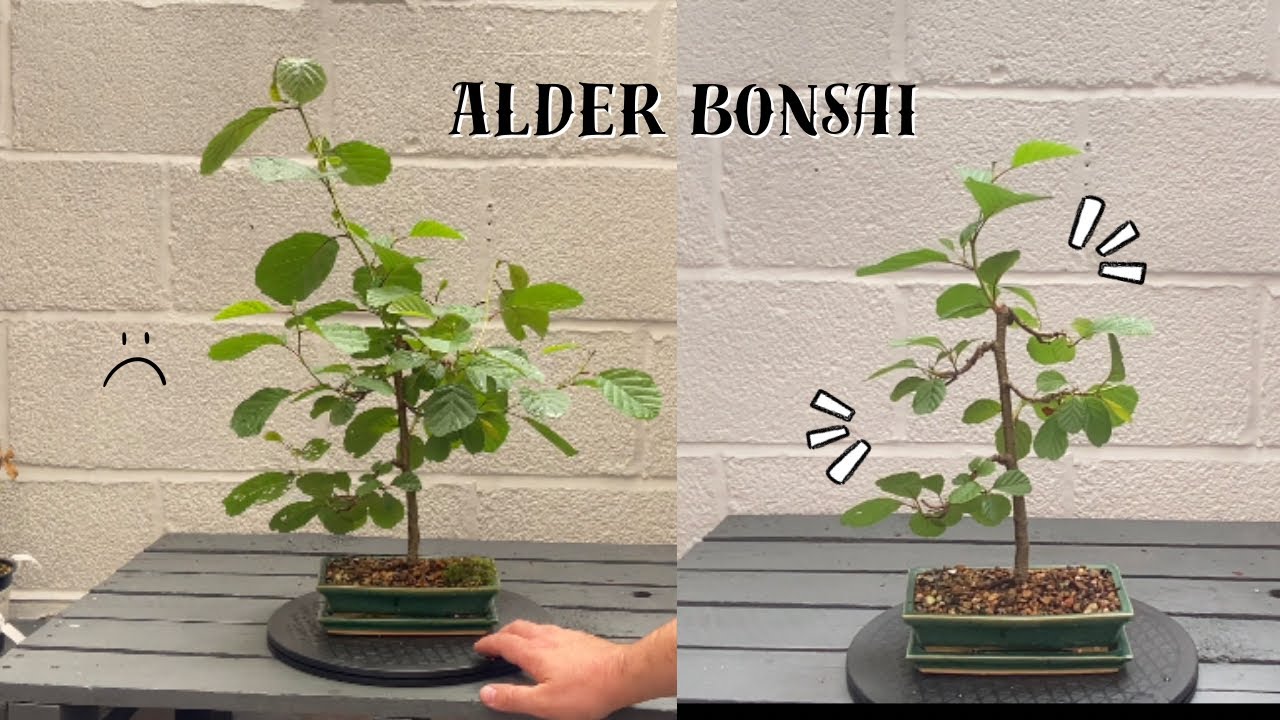 Alder Bonsai Tree Summer Work June 2023 - YouTube
