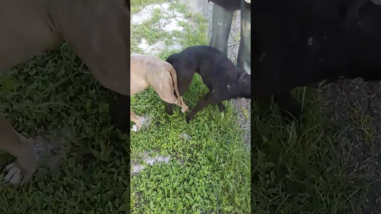 Pitbulls mating - YouTube