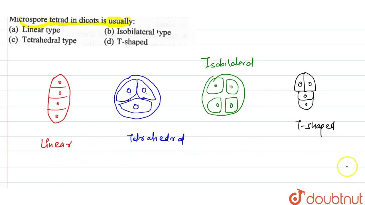 Microspore tetrad in dicots is usually: - YouTube