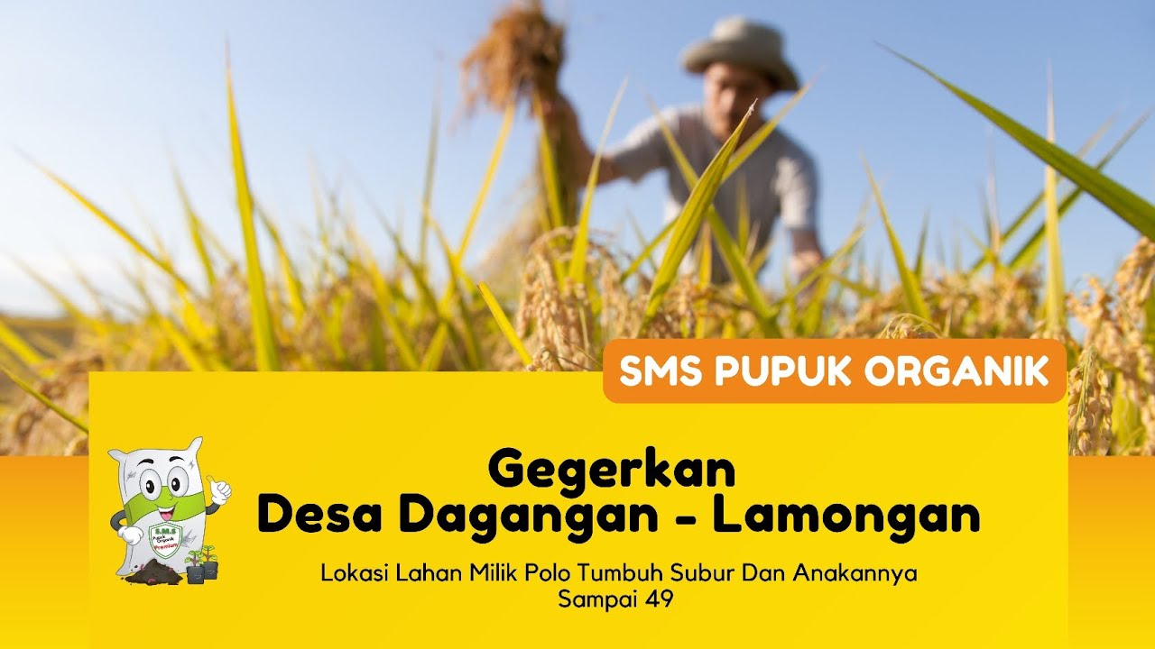 Rumput Tidak Tumbuh Demplot Padi di Desa Dagangan Lamongan-Pupuk SMS ...